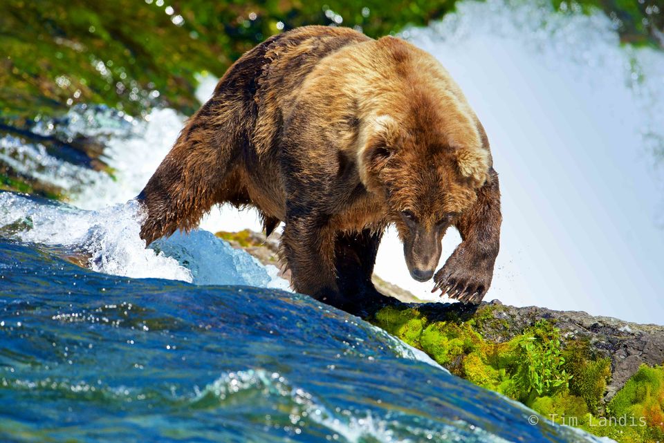 Power bear | Katmai,Brooks Camp | Doc Landis Photography