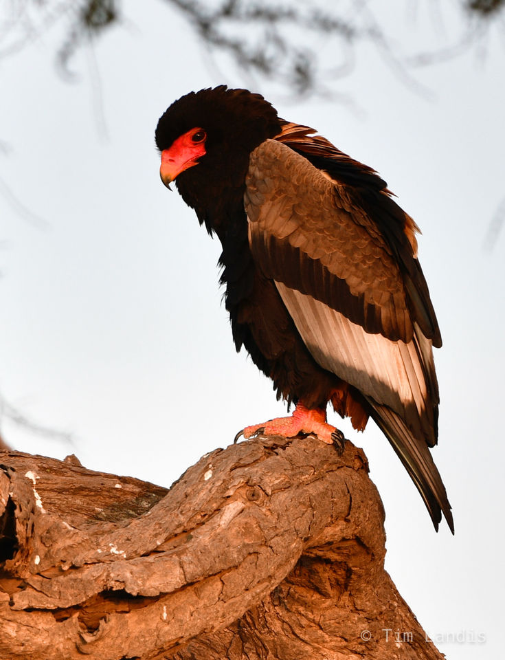 The Bateleur Eagle | masa mara, Kenya | Doc Landis Photography