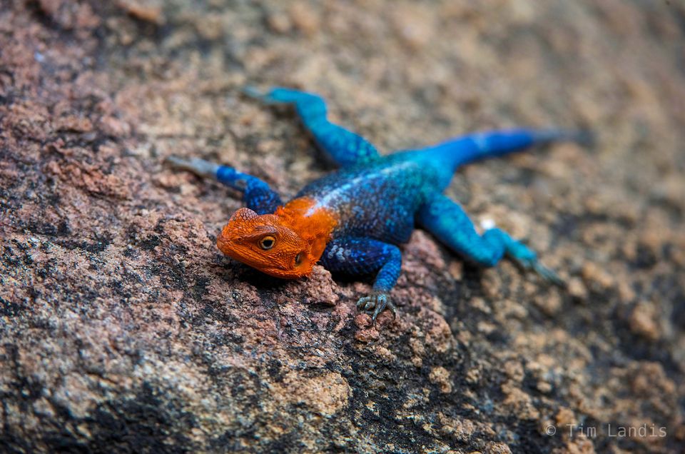 Red headed rock agama | Botswanna | Doc Landis Photography